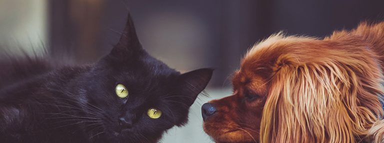 Westland Location | Michigan Humane Society